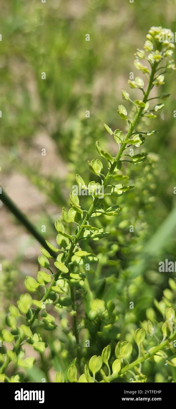 Common Peppergrass (Lepidium densiflorum Stock Photo - Alamy