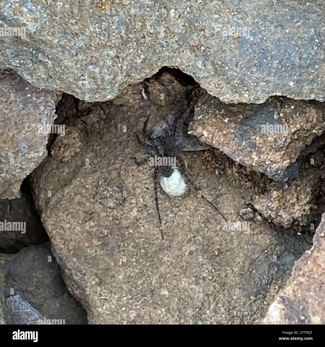 Thin-legged Wolf Spiders (Pardosa Stock Photo - Alamy