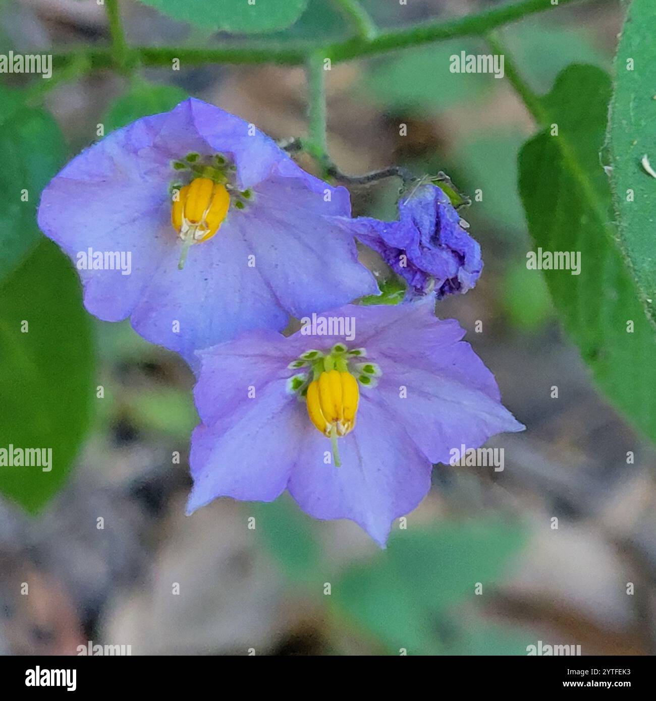 purple nightshade (Solanum xanti Stock Photo - Alamy