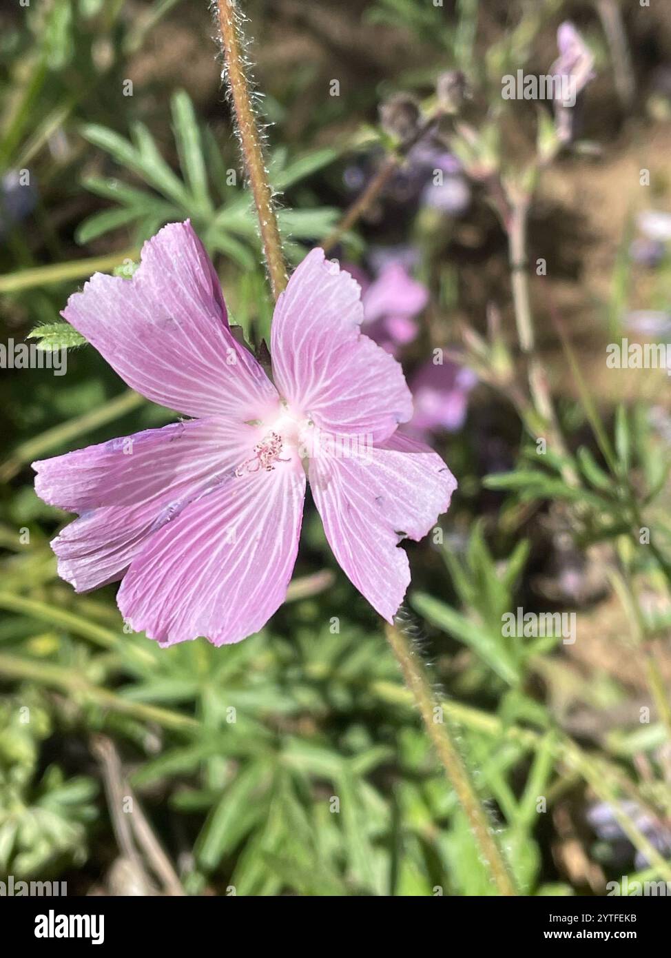 checkerbloom (Sidalcea malviflora Stock Photo - Alamy