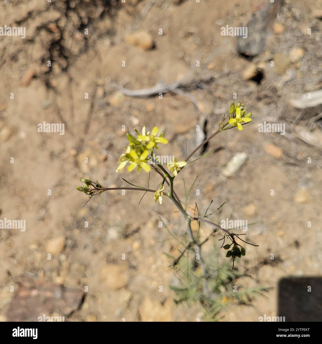 Sisymbrium altissimum hi-res stock photography and images - Alamy