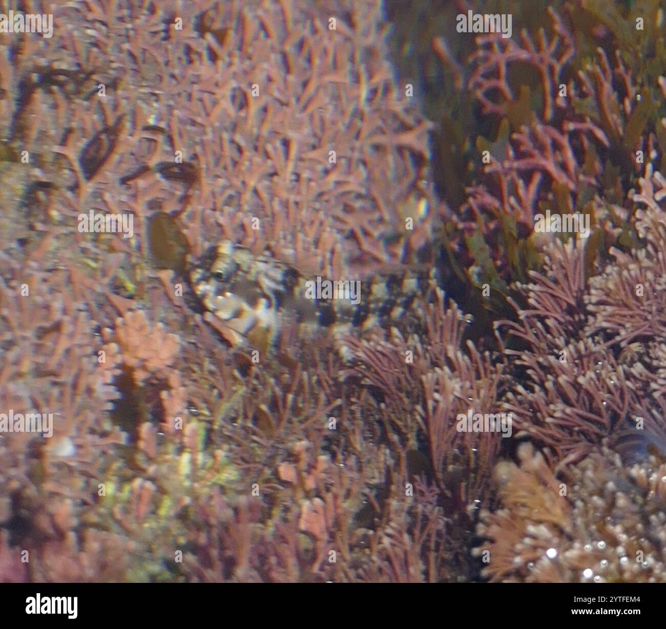 horned rockskipper (Antennablennius bifilum Stock Photo - Alamy