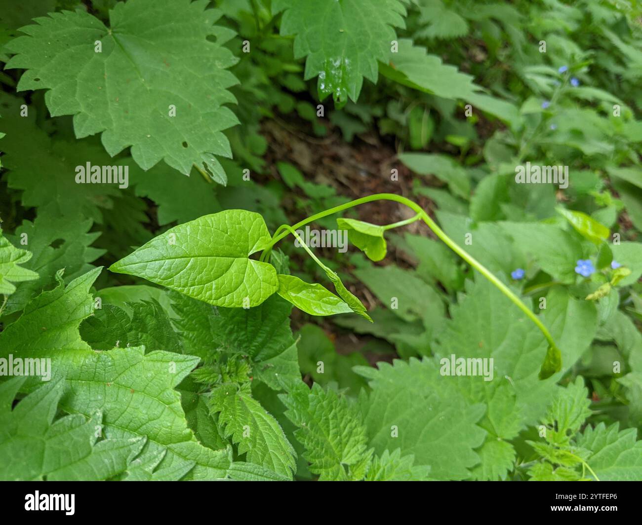 Black-bindweed (Fallopia convolvulus Stock Photo - Alamy