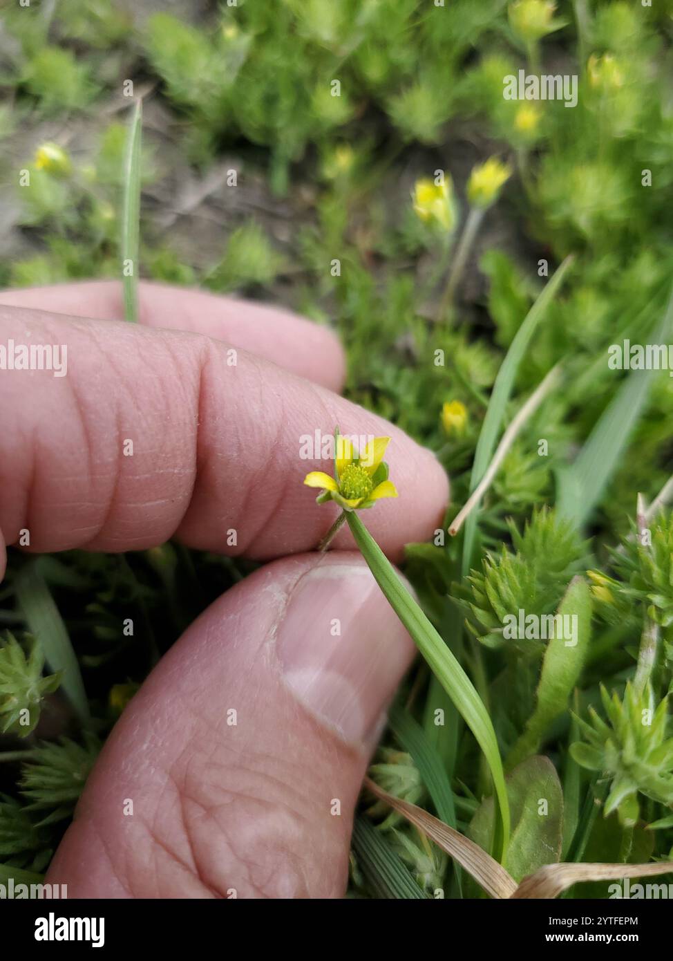 Curveseed Butterwort (Ceratocephala testiculata Stock Photo - Alamy