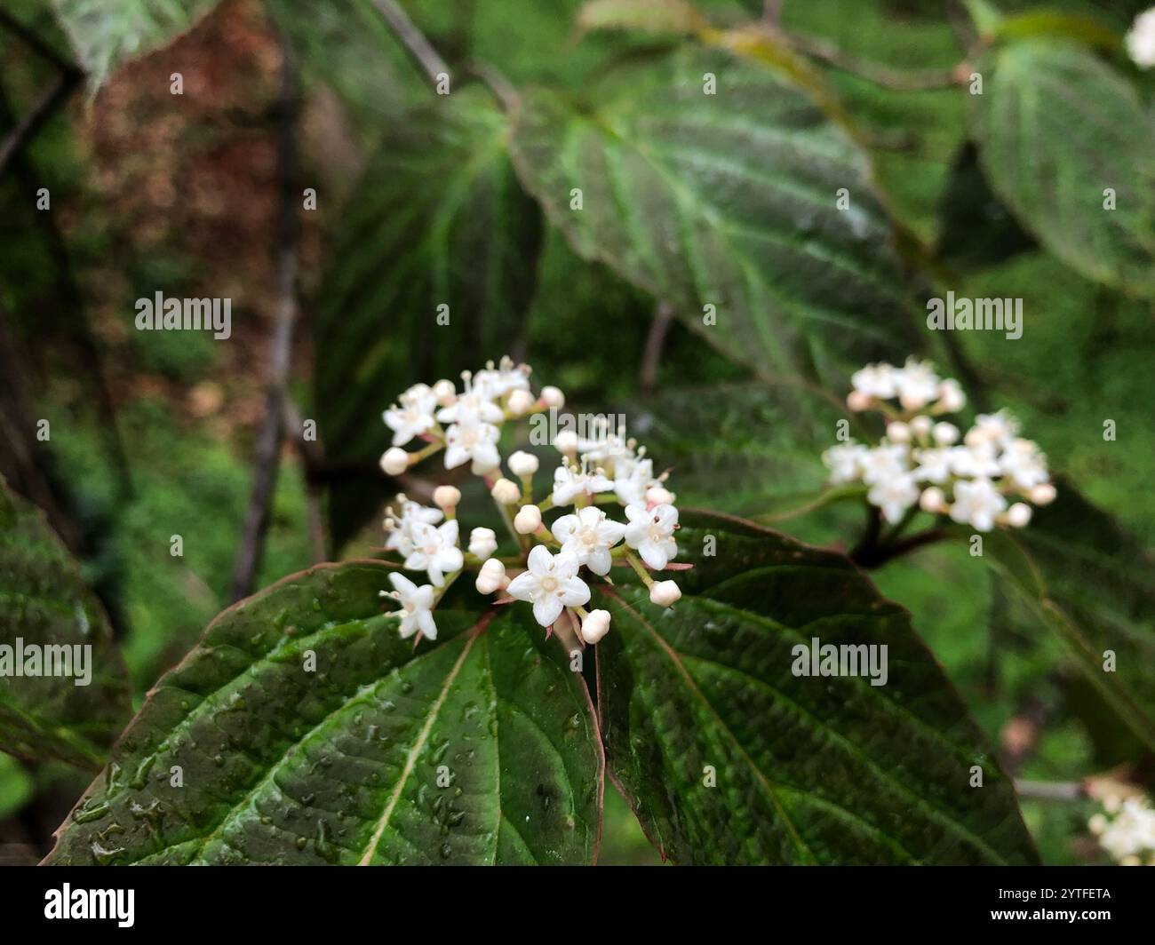 tea viburnum (Viburnum setigerum Stock Photo - Alamy