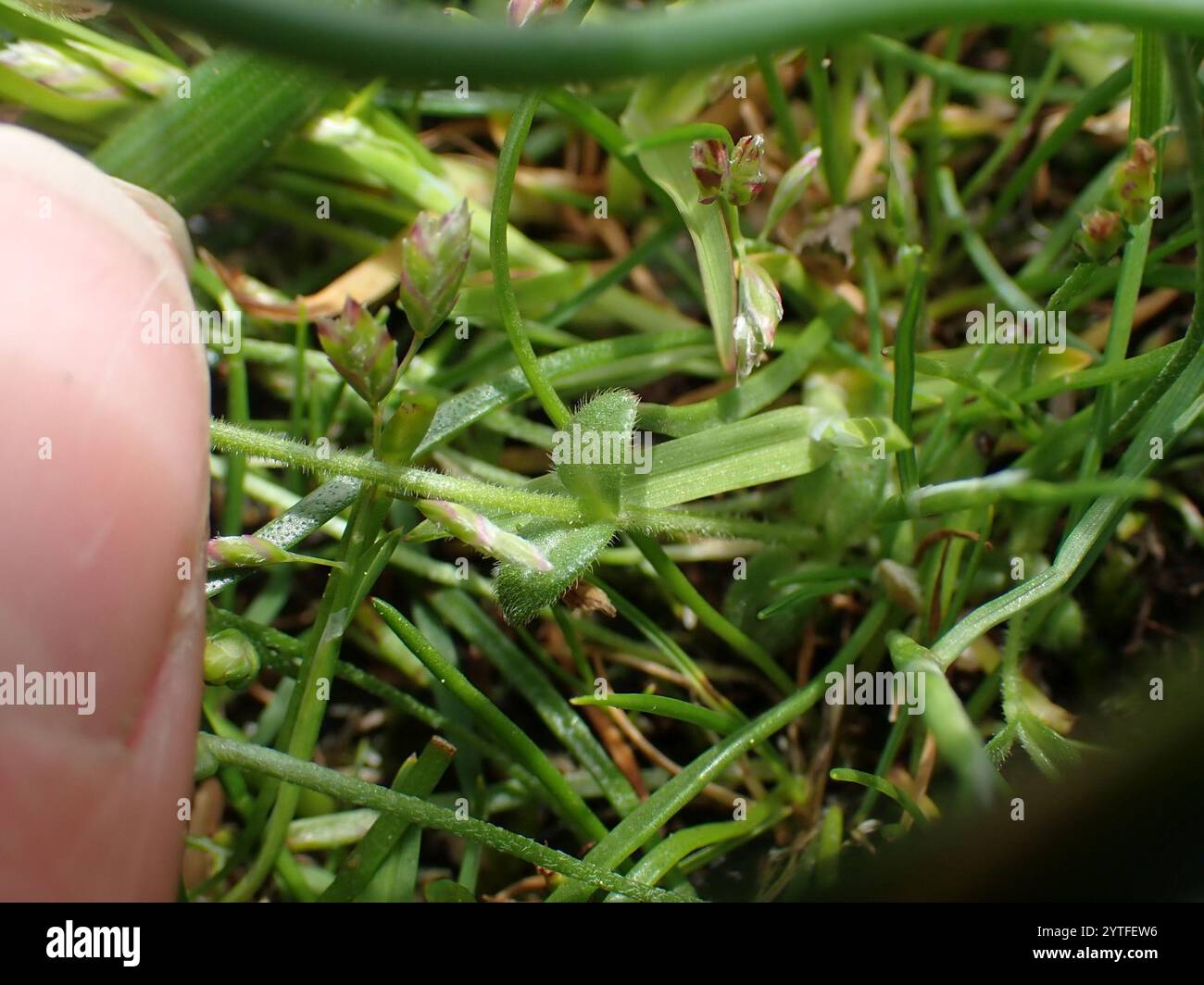 Common mouse-ear chickweed (Cerastium fontanum Stock Photo - Alamy