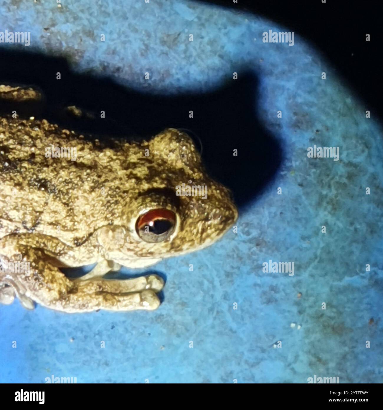 Northern Laughing Tree Frog (Litoria rothii Stock Photo - Alamy