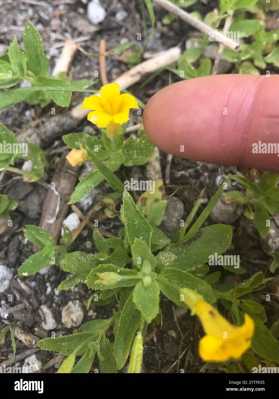 Erythranthe moschata hi-res stock photography and images - Alamy