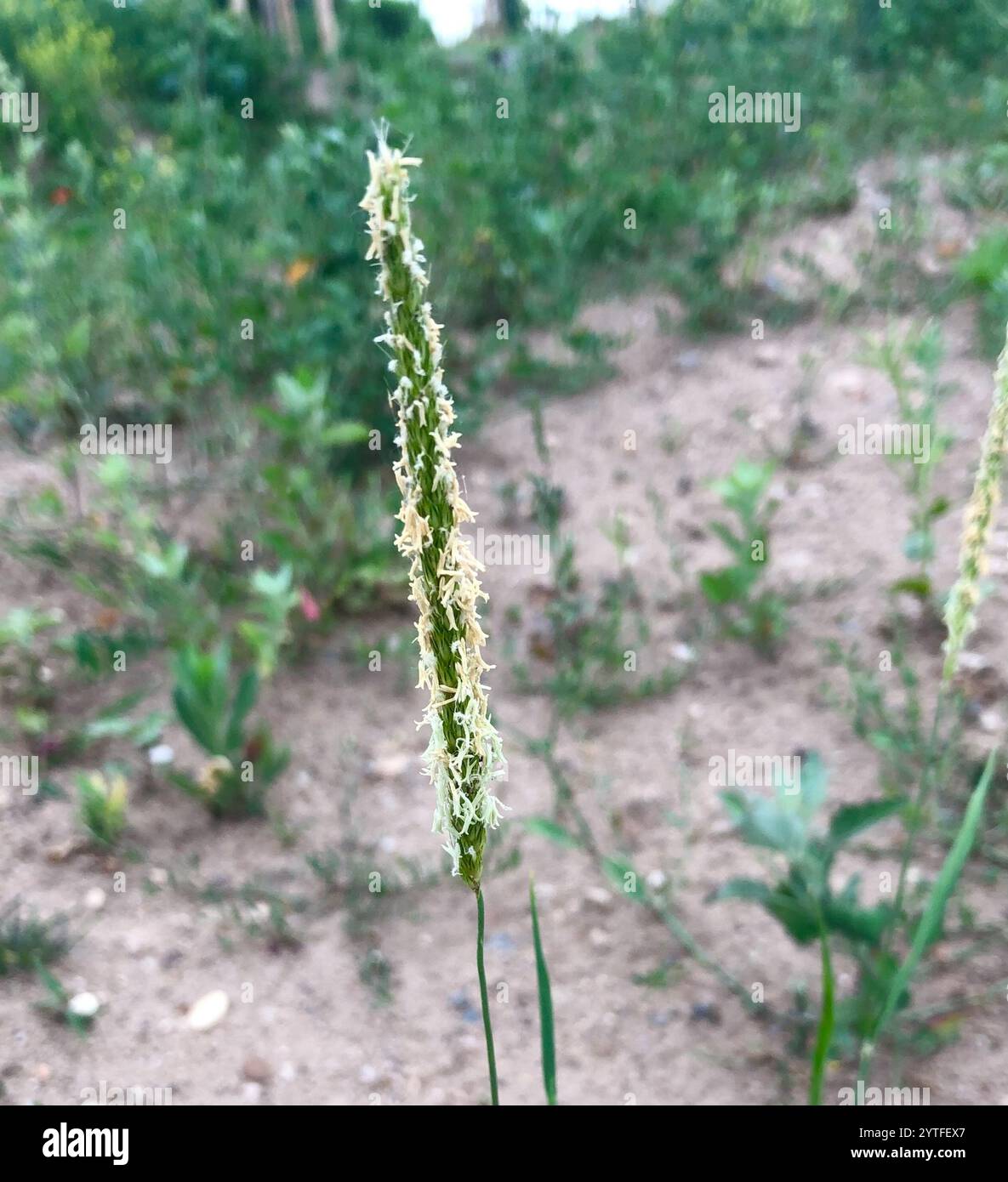 Black-grass (Alopecurus myosuroides Stock Photo - Alamy