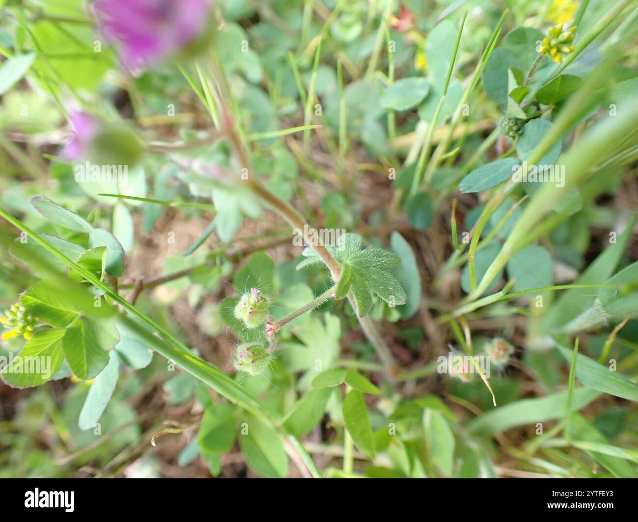 Dove's-foot crane's-bill (Geranium molle Stock Photo - Alamy