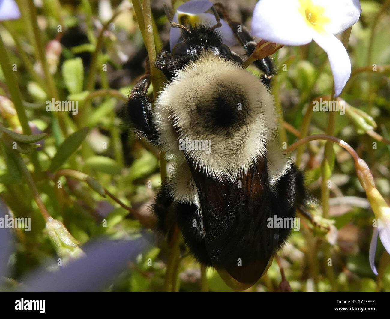 Two-spotted Bumble Bee (Bombus bimaculatus Stock Photo - Alamy