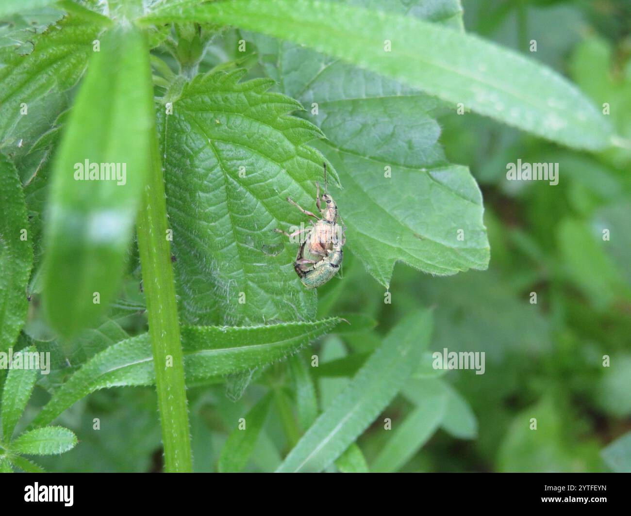 Nettle weevil (Phyllobius pomaceus Stock Photo - Alamy