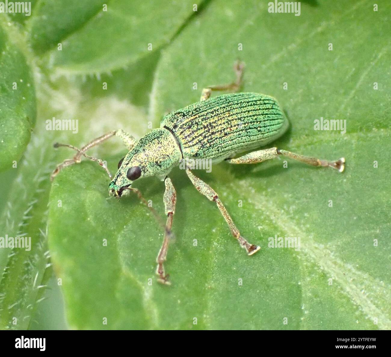 Green Immigrant Leaf Weevil (Polydrusus formosus Stock Photo - Alamy