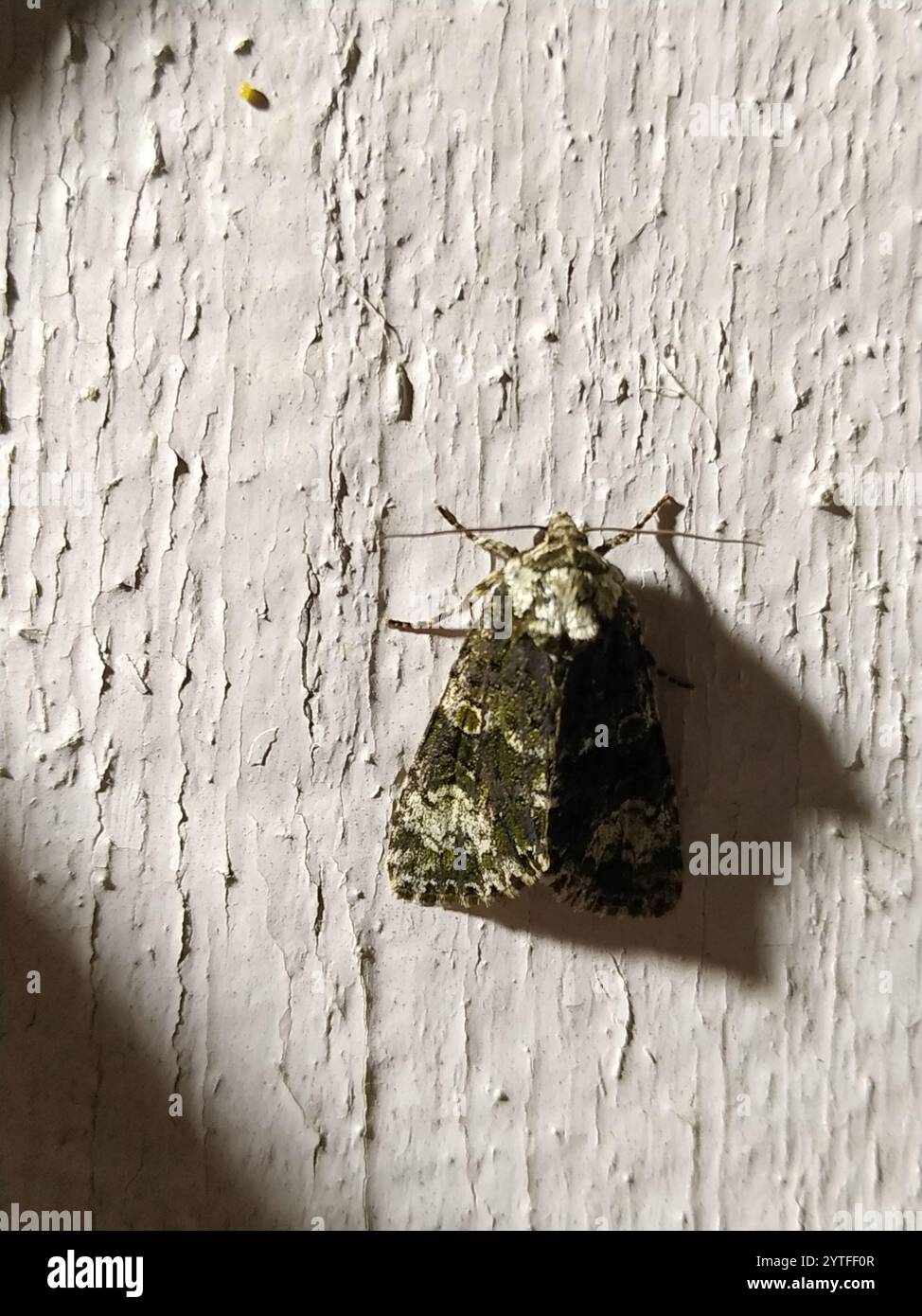 Coronet (Craniophora ligustri Stock Photo - Alamy