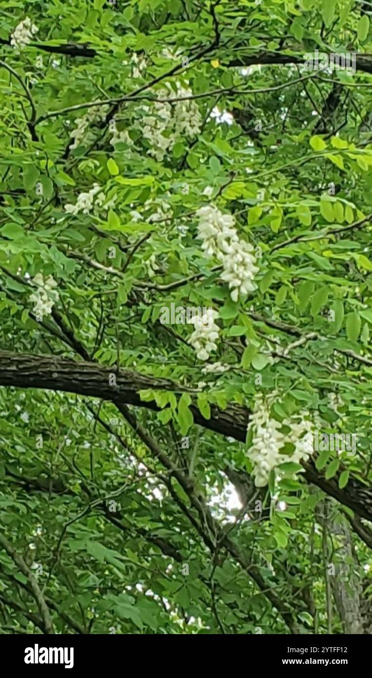 black locust (Robinia pseudoacacia Stock Photo - Alamy