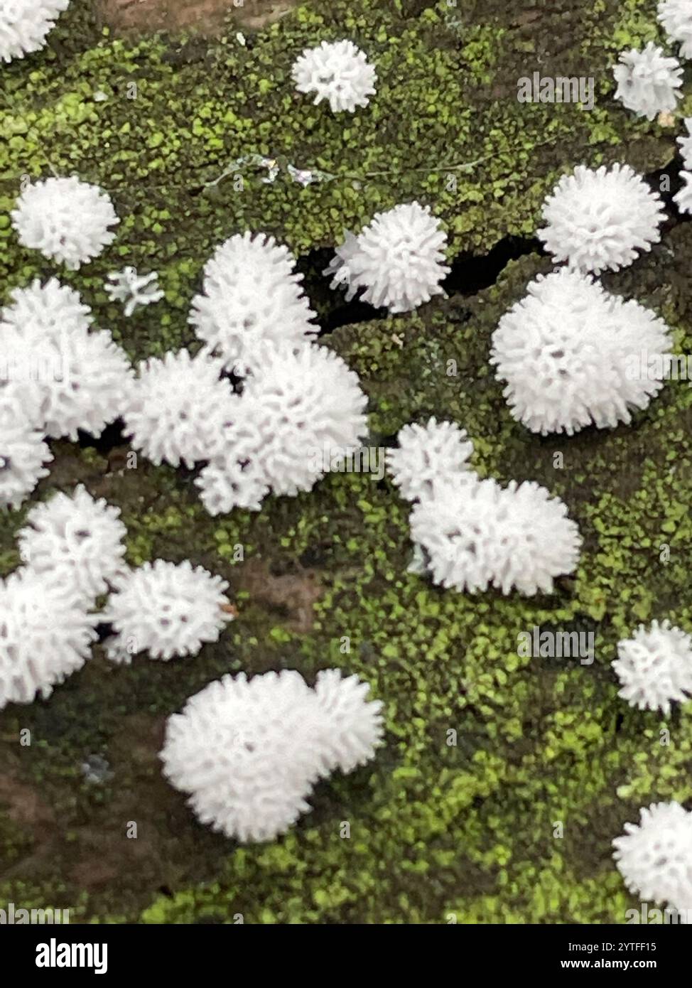 Honeycomb Coral Slime Mold (Ceratiomyxa porioides Stock Photo - Alamy