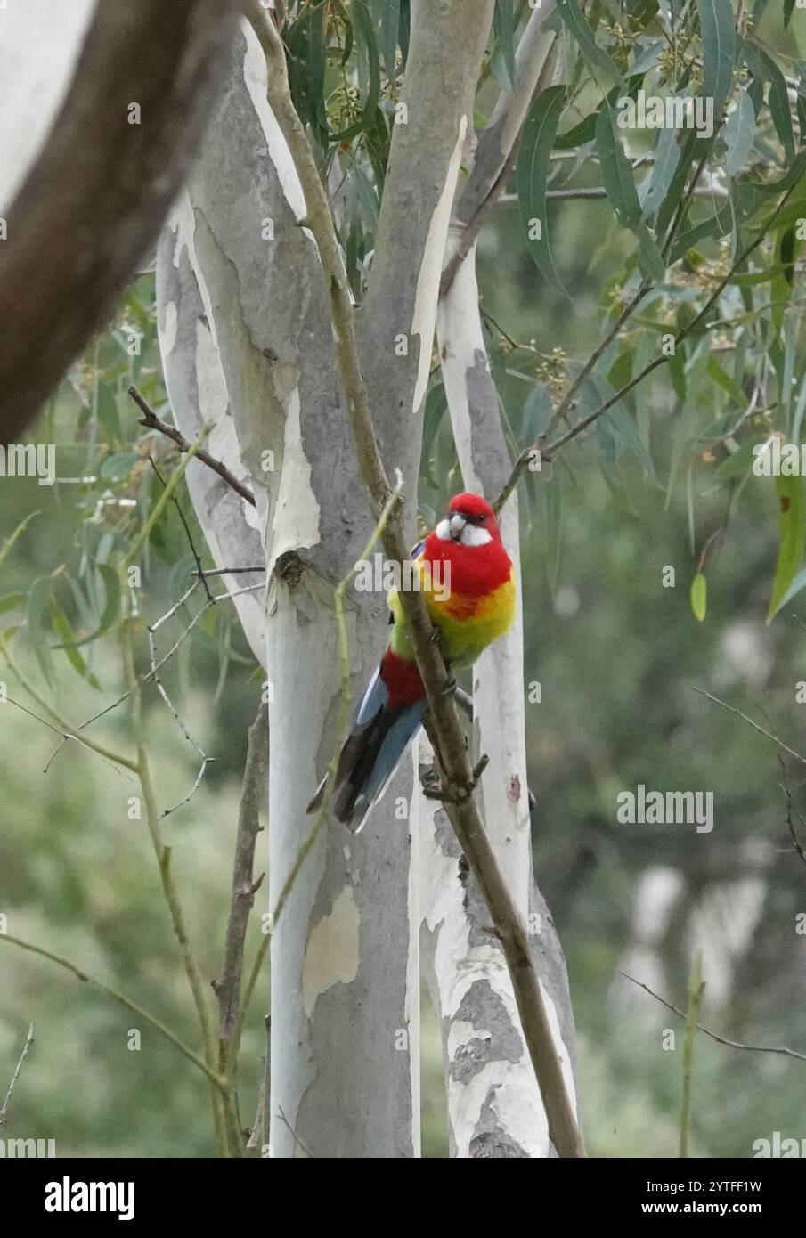 Southeast Eastern Rosella (Platycercus eximius eximius Stock Photo - Alamy
