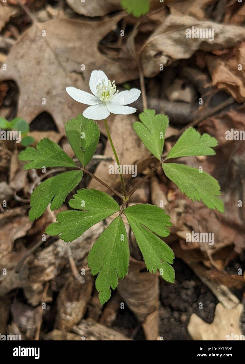 wood anemone (Anemonoides quinquefolia Stock Photo - Alamy
