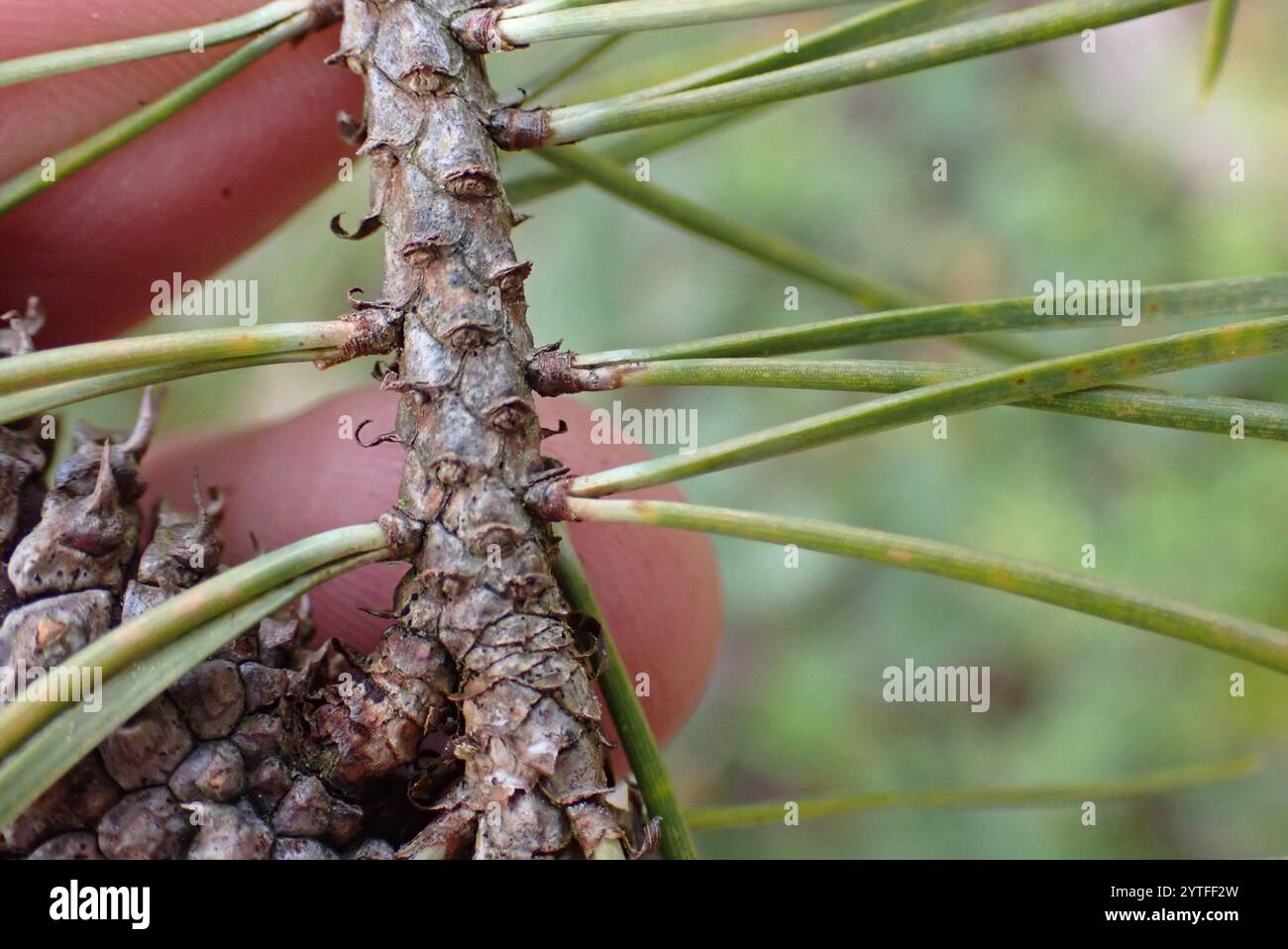 Shore Pine (Pinus contorta contorta Stock Photo - Alamy