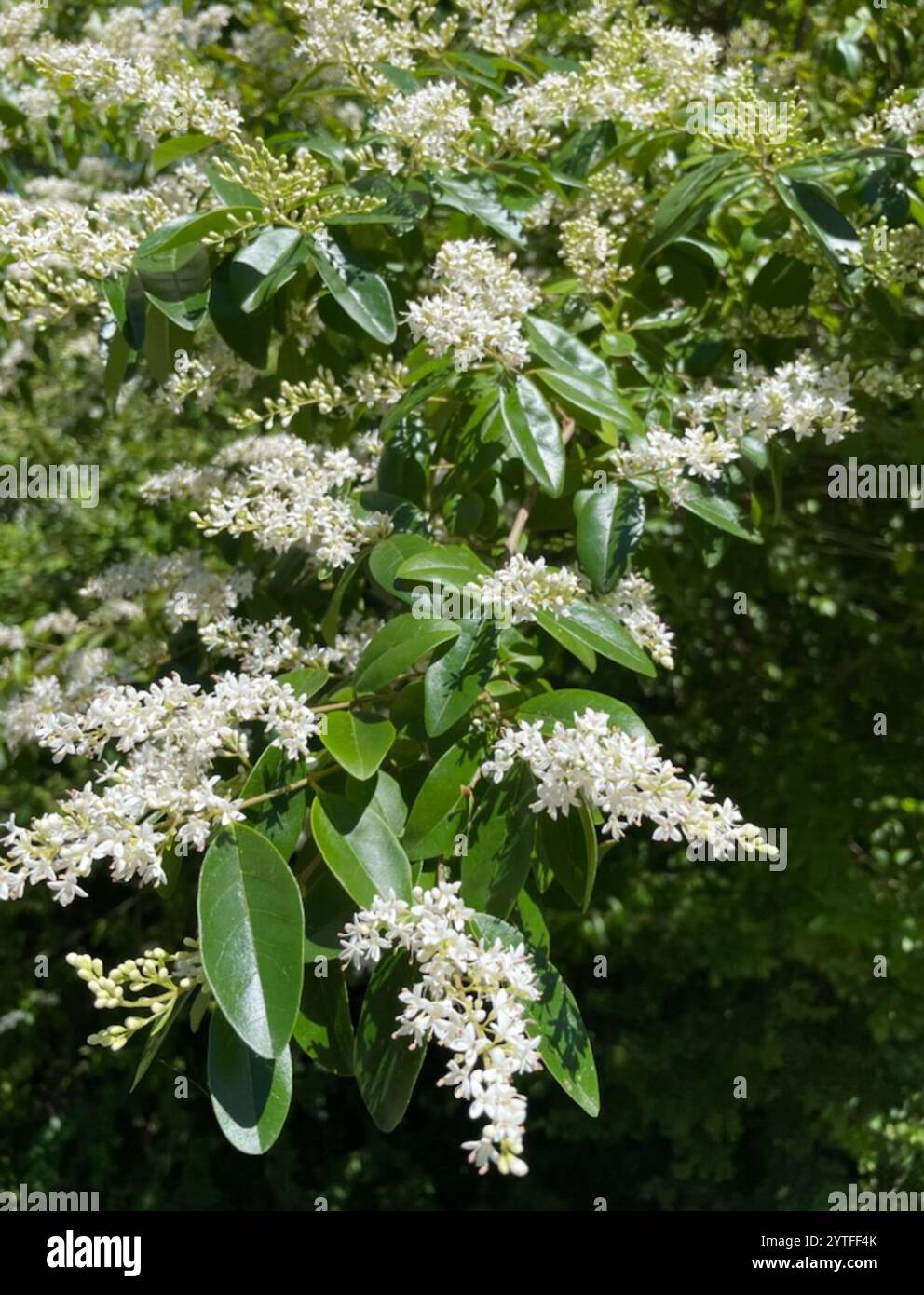 Chinese privet (Ligustrum sinense Stock Photo - Alamy