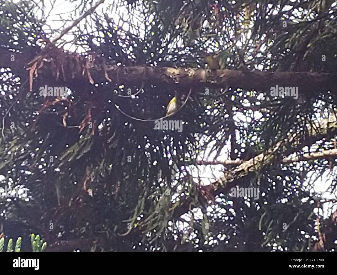 Swinhoe's White-eye (Zosterops simplex Stock Photo - Alamy
