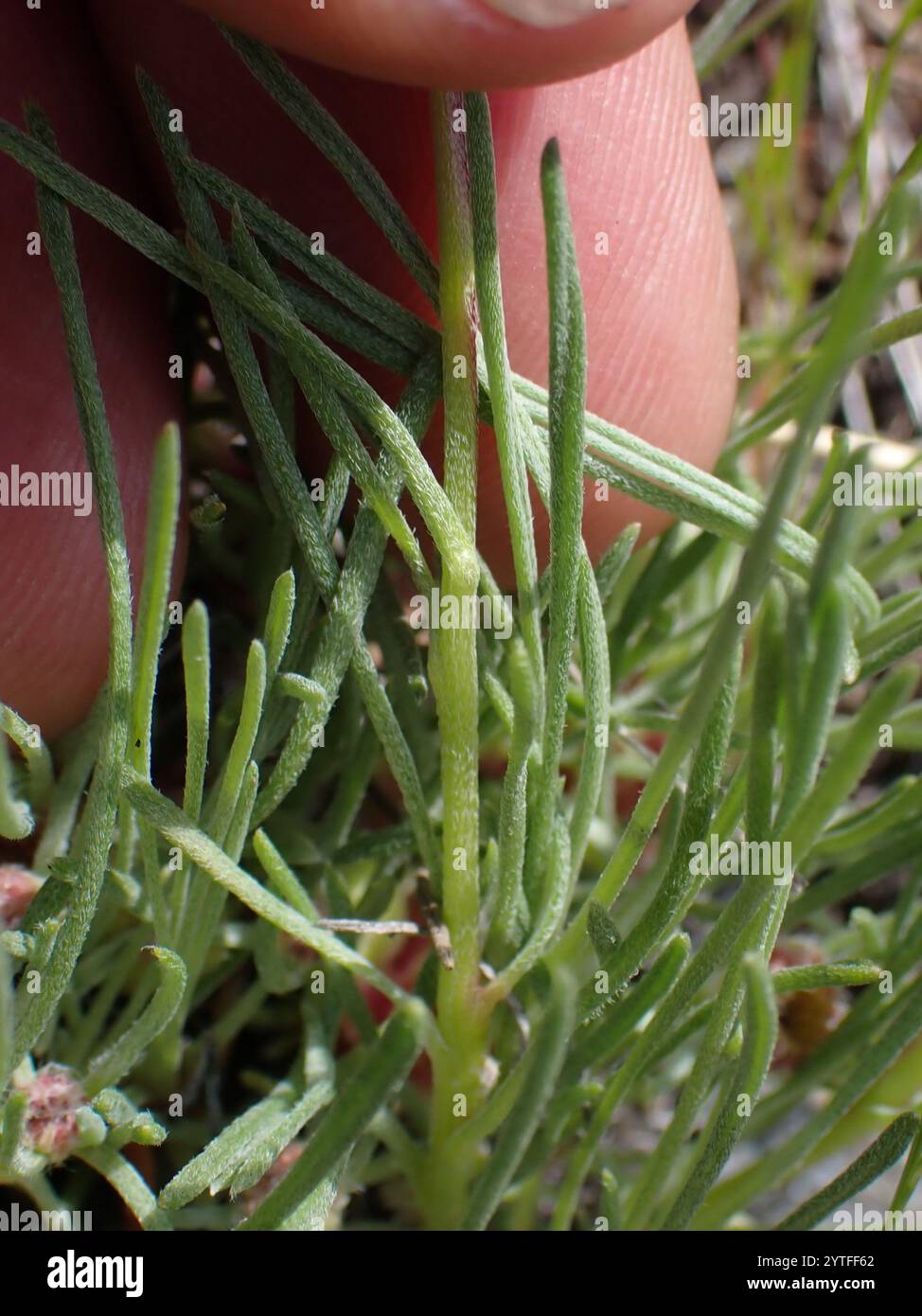 Desert Yellow Fleabane (Erigeron linearis Stock Photo - Alamy