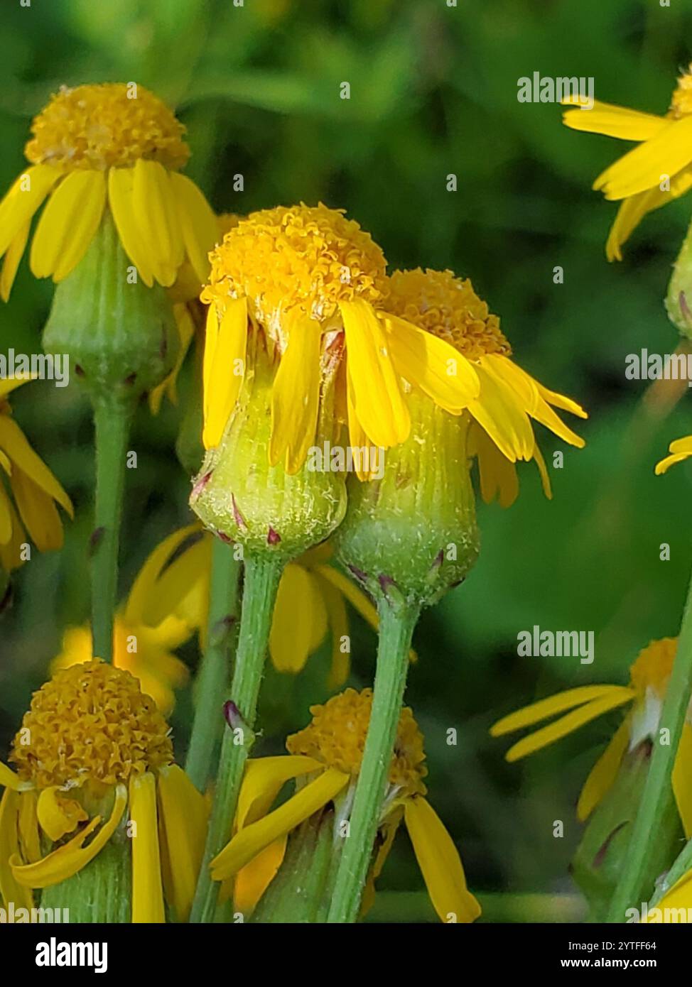balsam ragwort (Packera paupercula Stock Photo - Alamy