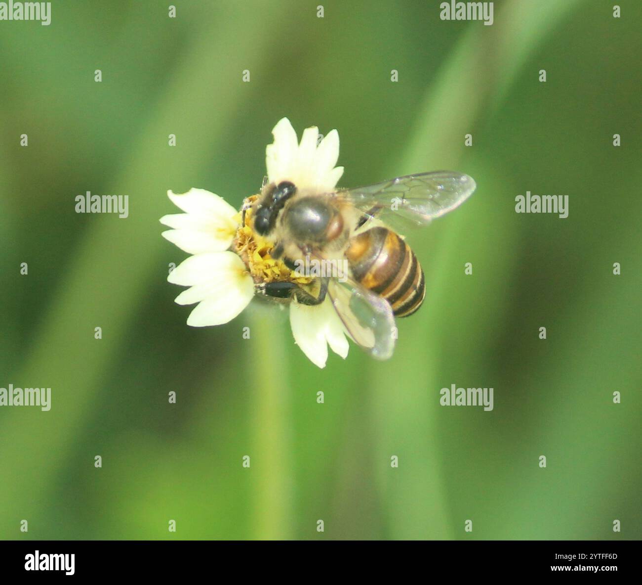 Indian Honey Bee (Apis cerana indica Stock Photo - Alamy