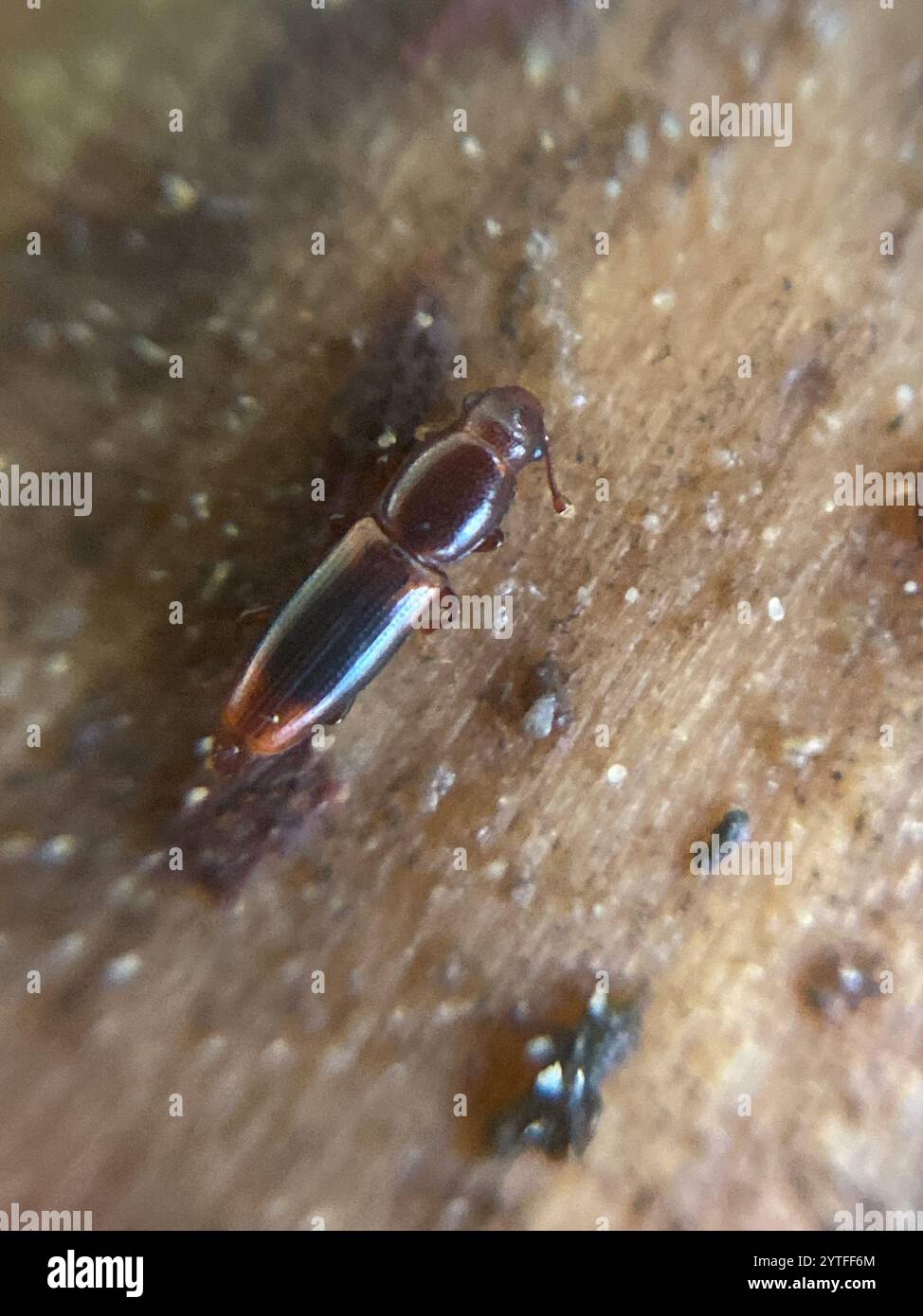 Rhizophagus dispar hi-res stock photography and images - Alamy
