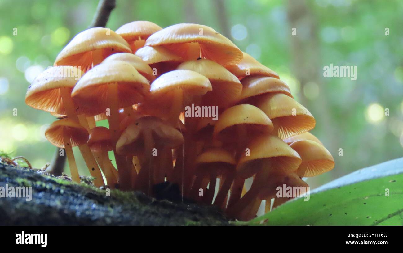 orange mycena (Mycena leaiana Stock Photo - Alamy