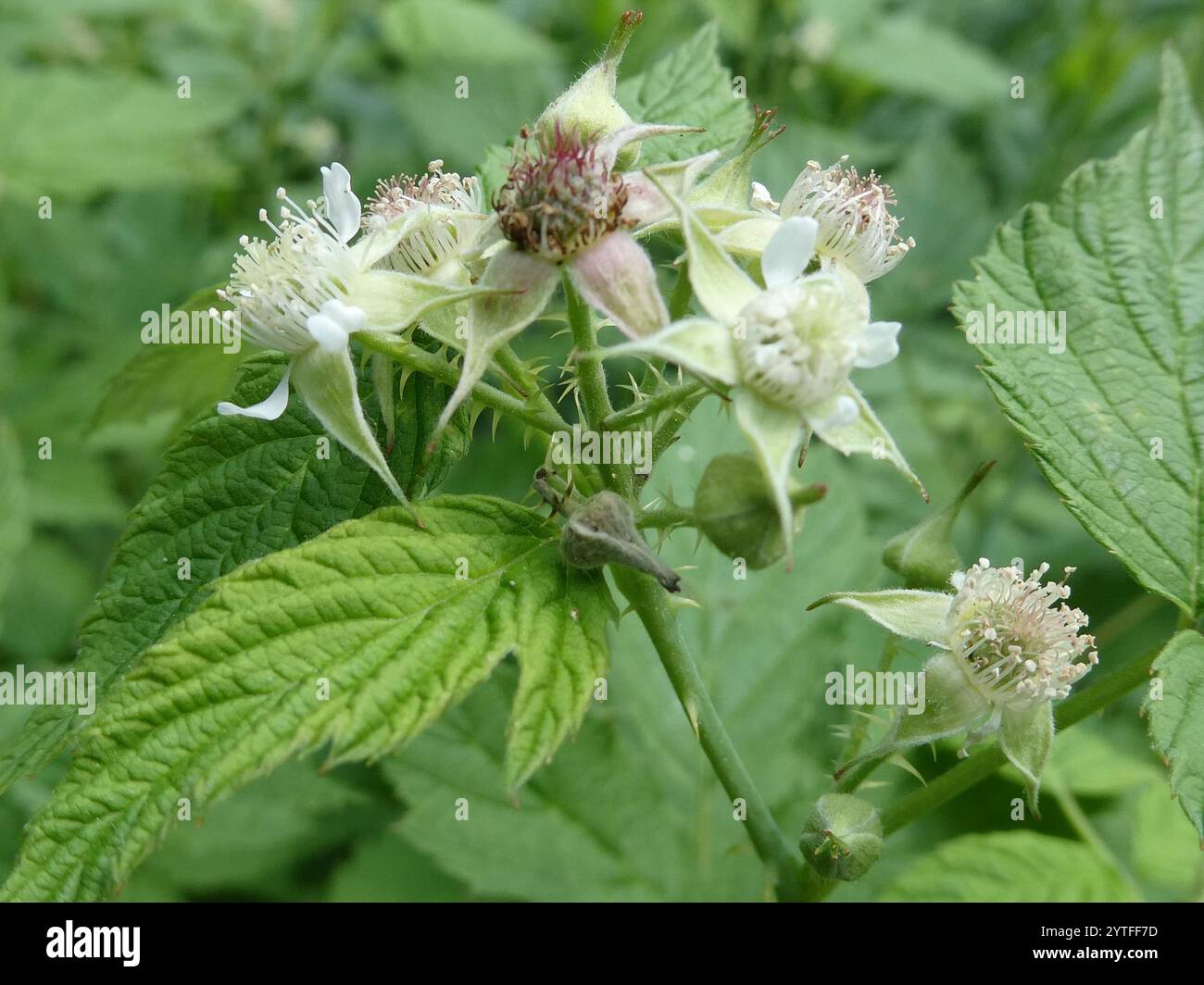black raspberry (Rubus occidentalis Stock Photo - Alamy