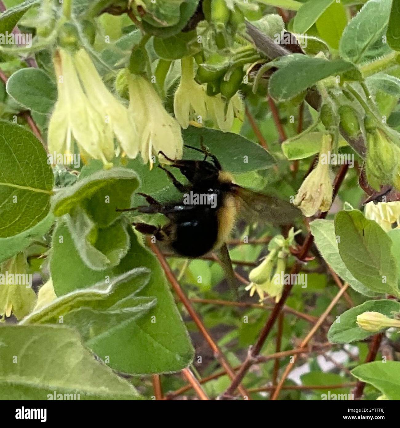Perplexing Bumble Bee (Bombus perplexus Stock Photo - Alamy