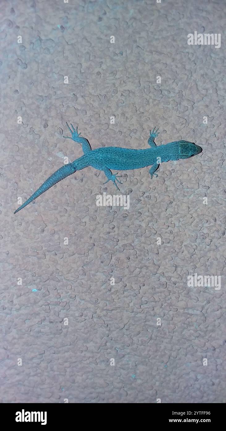 Desert Night Lizard (Xantusia vigilis Stock Photo - Alamy