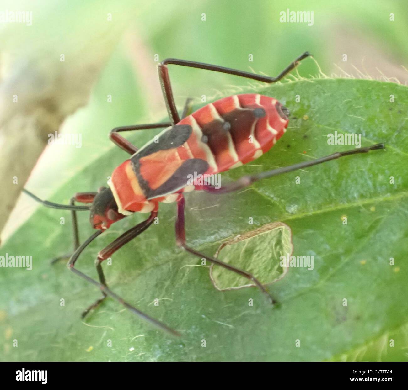 Dysdercus nigrofasciatus hi-res stock photography and images - Alamy