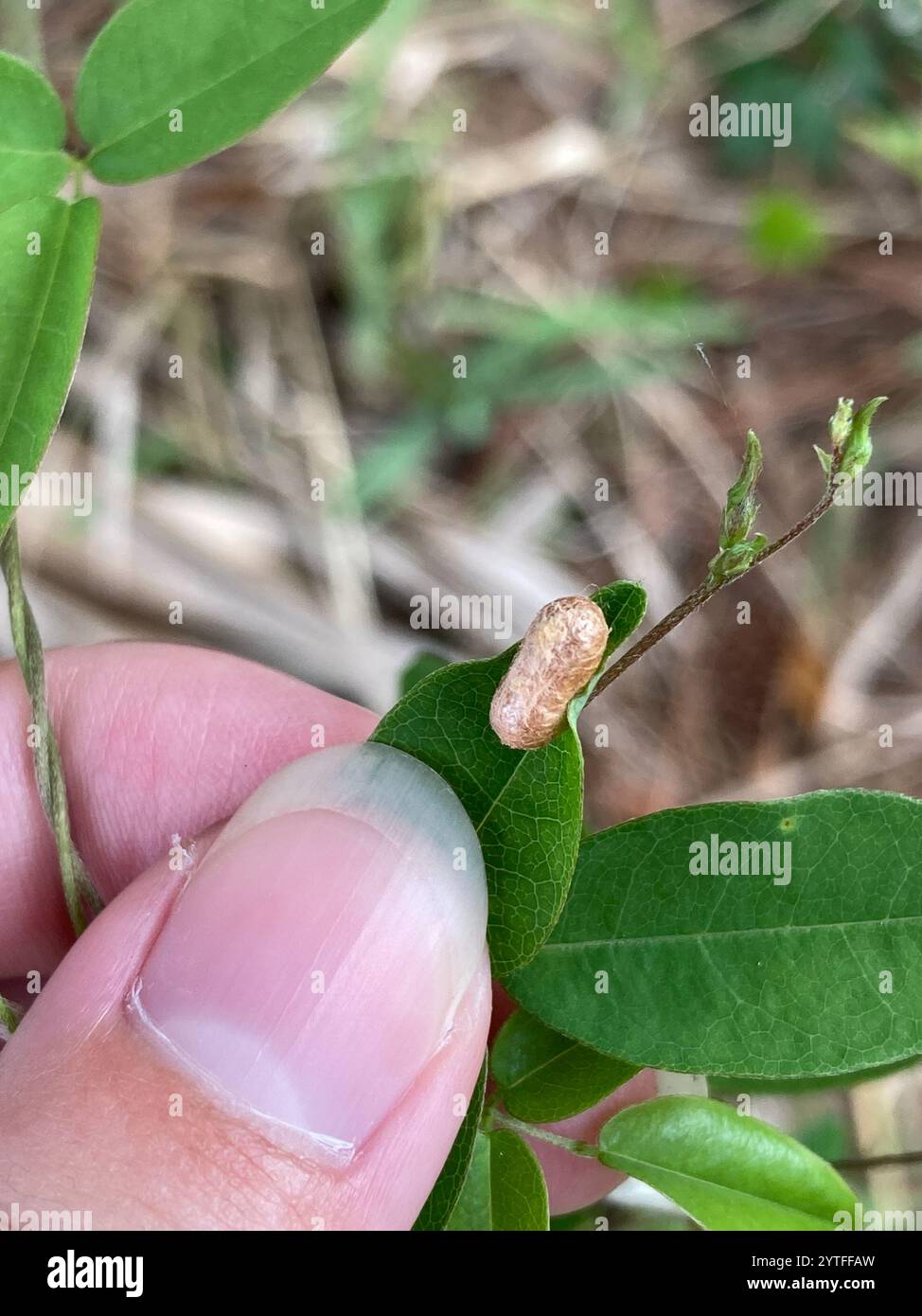 Ants, Bees, Wasps, and Sawflies (Hymenoptera Stock Photo - Alamy