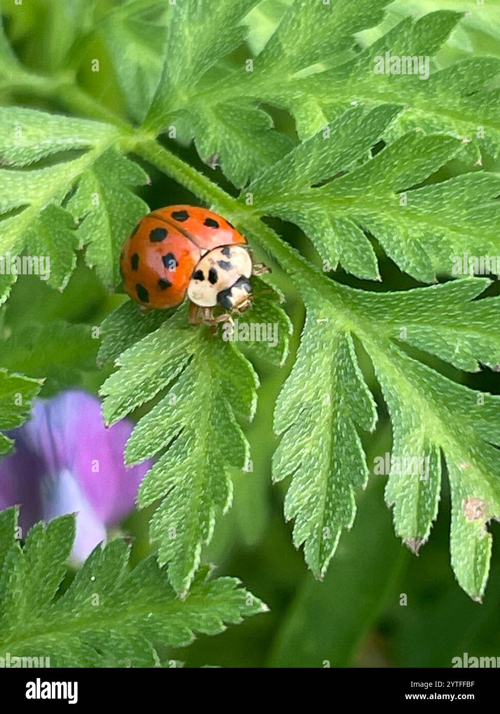 Asian Lady Beetle (Harmonia axyridis Stock Photo - Alamy