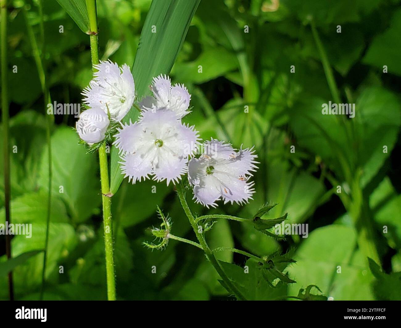 Miami Mist (Phacelia purshii Stock Photo - Alamy