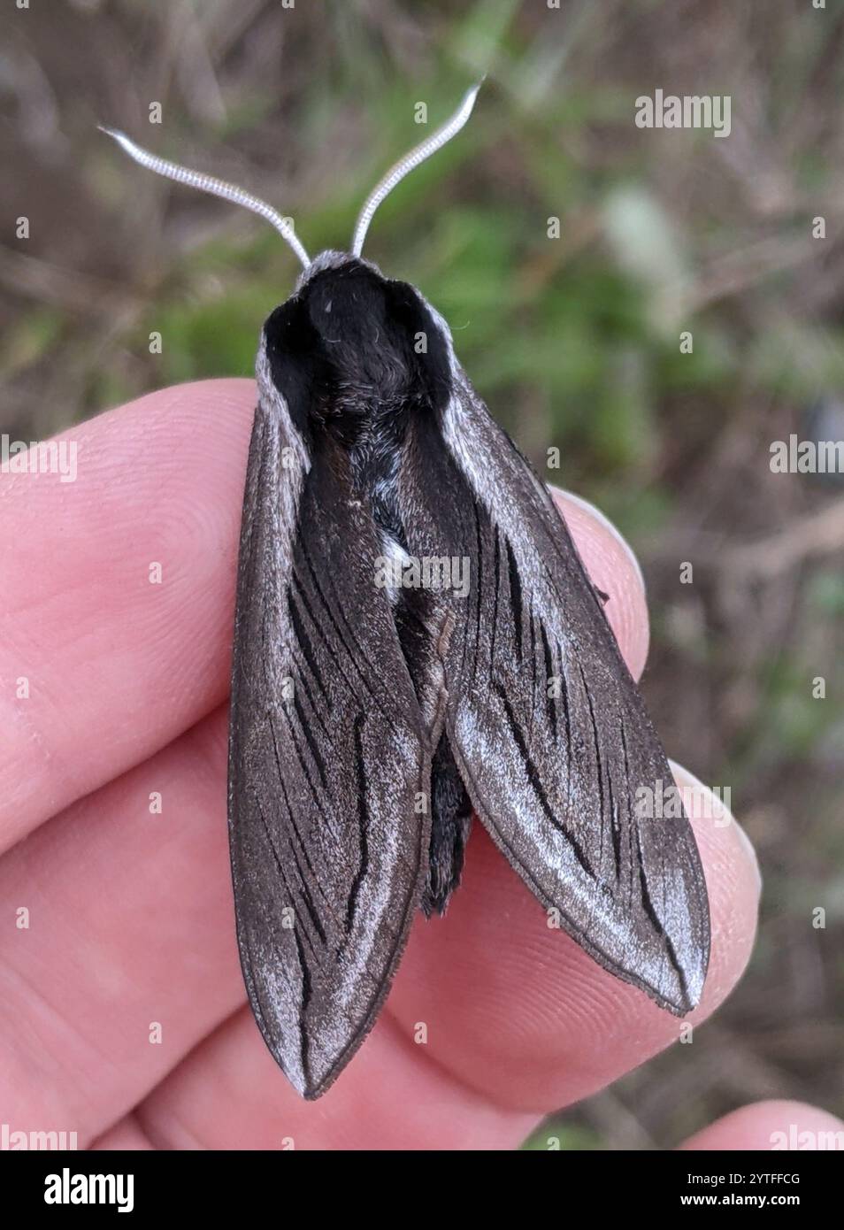 Vashti Sphinx (Sphinx vashti Stock Photo - Alamy