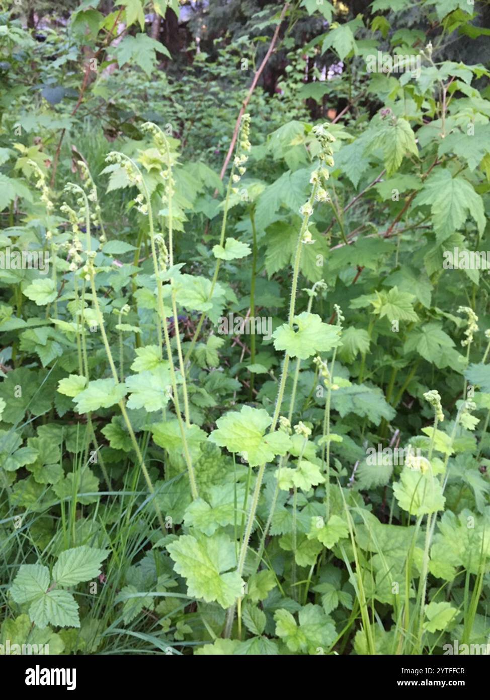 fringe cups (Tellima grandiflora Stock Photo - Alamy