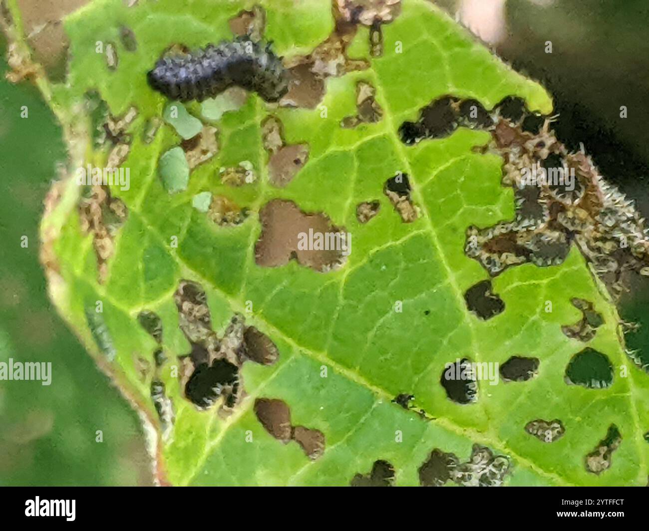 Viburnum Leaf Beetle (Pyrrhalta viburni Stock Photo - Alamy