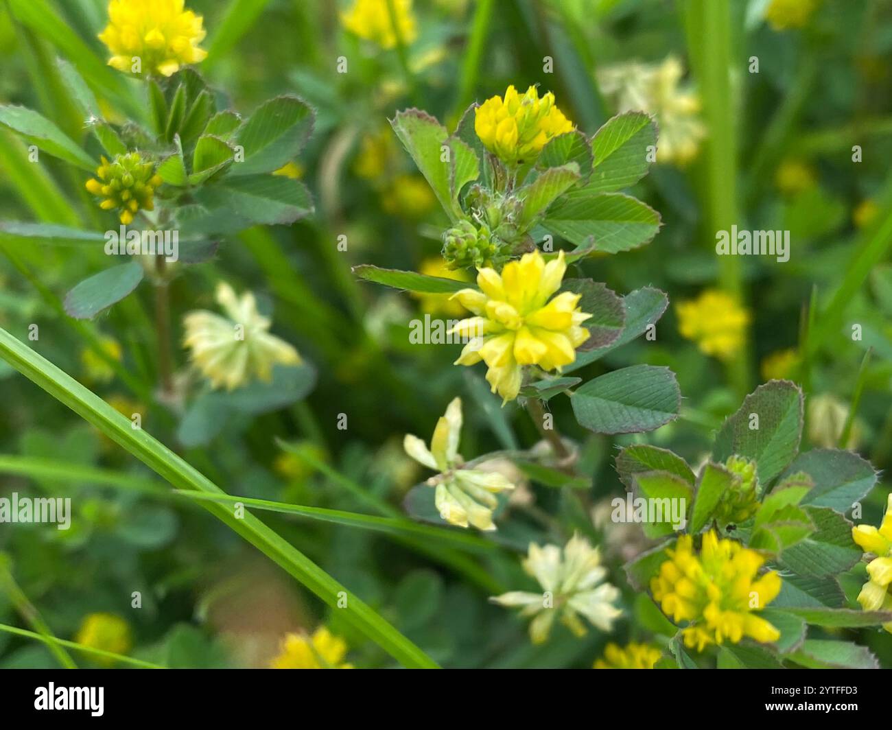 Lesser hop trefoil hi-res stock photography and images - Alamy