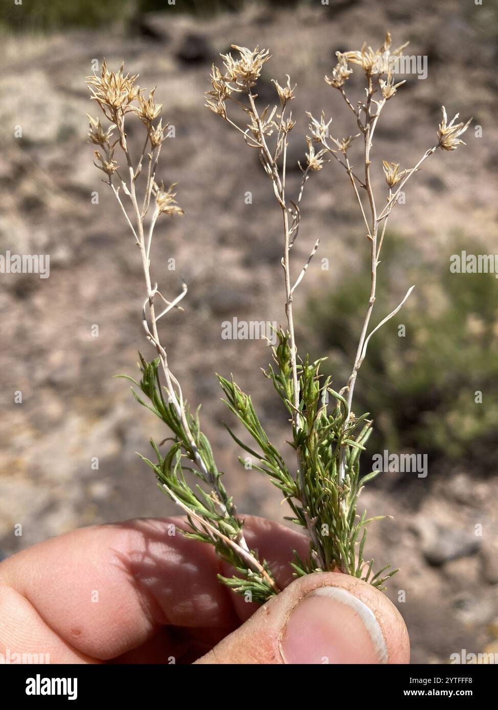 Greene's Rabbitbrush (Chrysothamnus greenei Stock Photo - Alamy