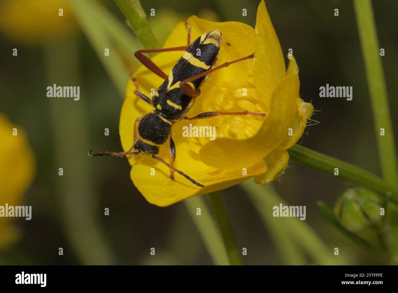 Wasp Beetle (Clytus arietis Stock Photo - Alamy