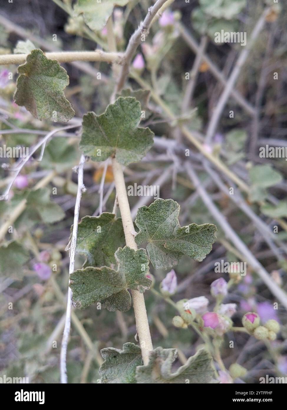 southern coastal bushmallow (Malacothamnus fasciculatus Stock Photo - Alamy