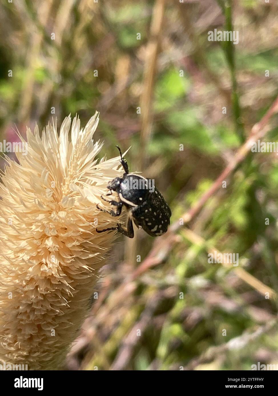 Middle Eastern Flower Scarab (Oxythyrea cinctella Stock Photo - Alamy