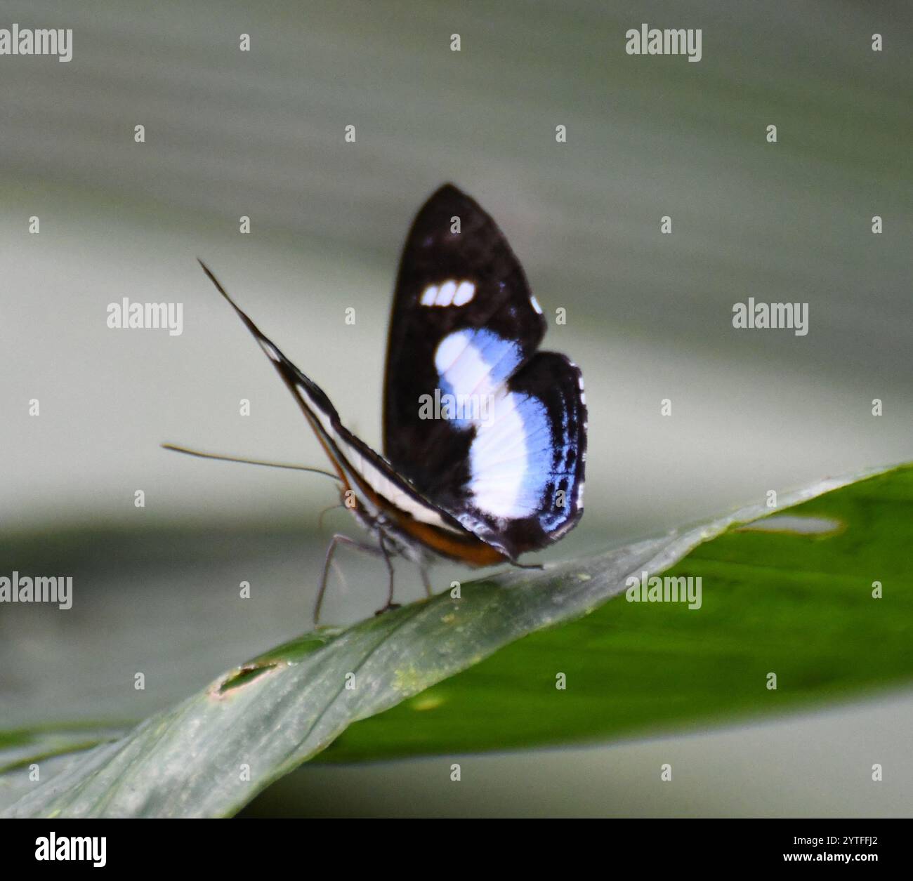 Irenia Metalmark (Thisbe irenea Stock Photo - Alamy