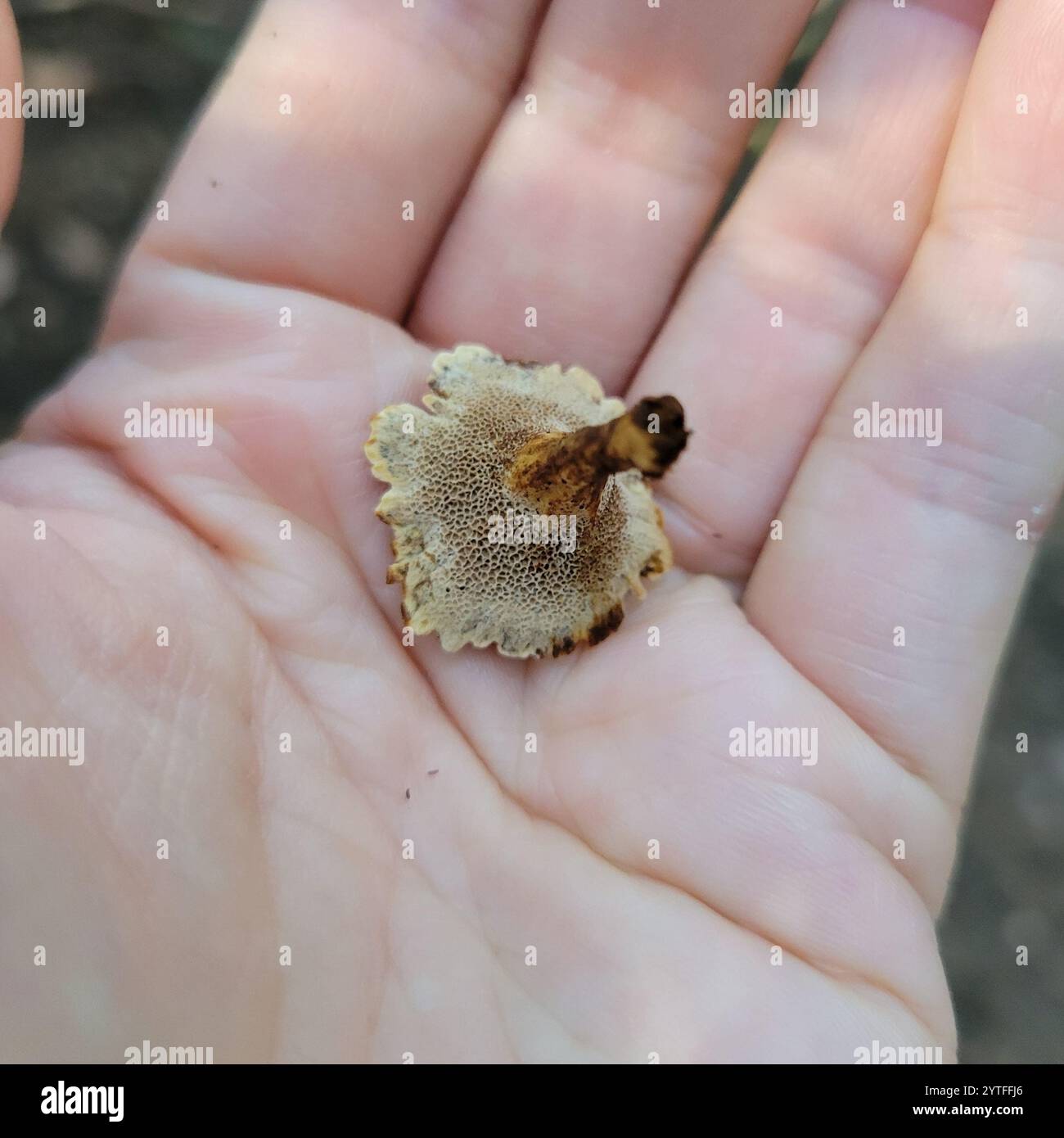 Brown Funnel Polypore (Coltricia perennis Stock Photo - Alamy