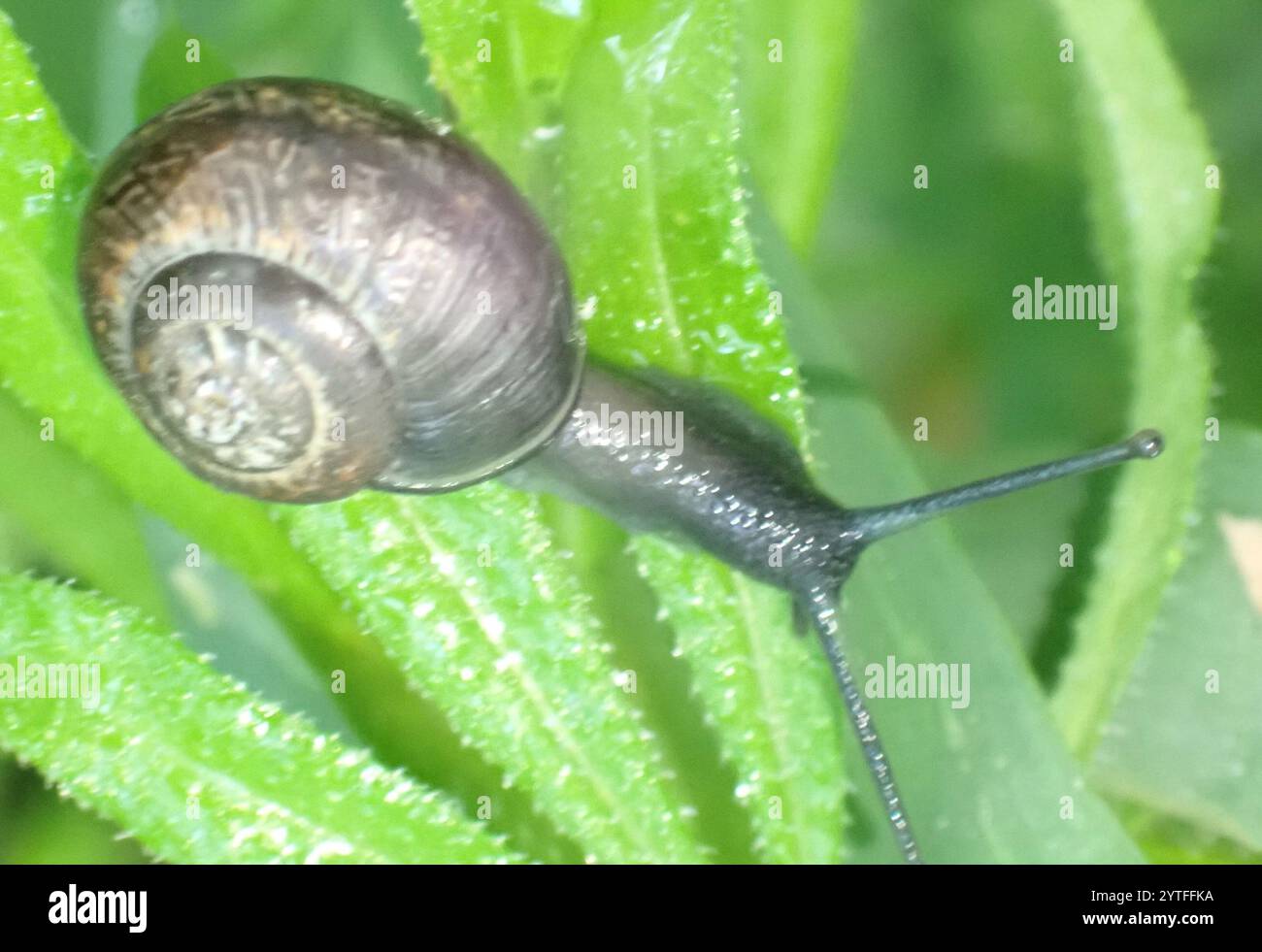 Copse Snail (Arianta arbustorum Stock Photo - Alamy