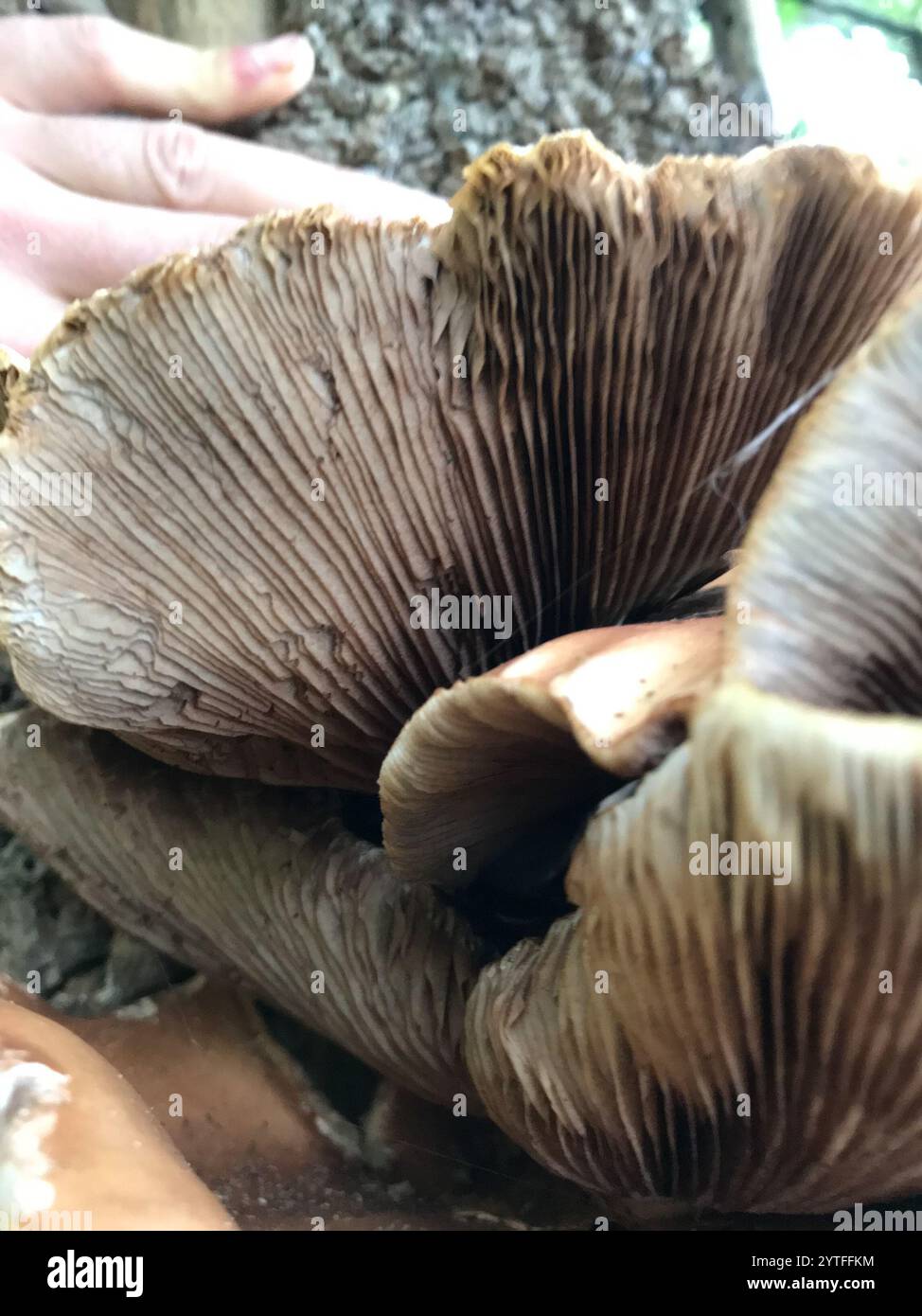 Cyclocybe parasitica hi-res stock photography and images - Alamy