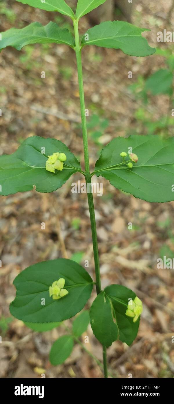 strawberry bush (Euonymus americanus Stock Photo - Alamy